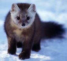 Sabalas - Puslapiai [1] - Pasaulio enciklopedinis žinių