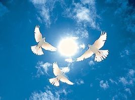 Taikos balandis: taikos simbolis - Puslapiai [1] - Pasaulio ...